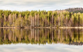 Annual Report - Investors | Stora Enso