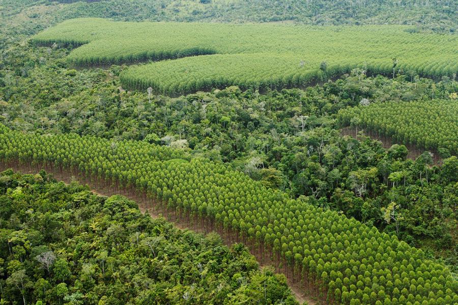 Veracel at the forefront of Atlantic rainforest restoration in Brazil