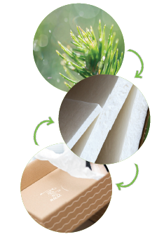 Papira® by Stora Enso: A start-up story - Bio-based materials | Stora Enso