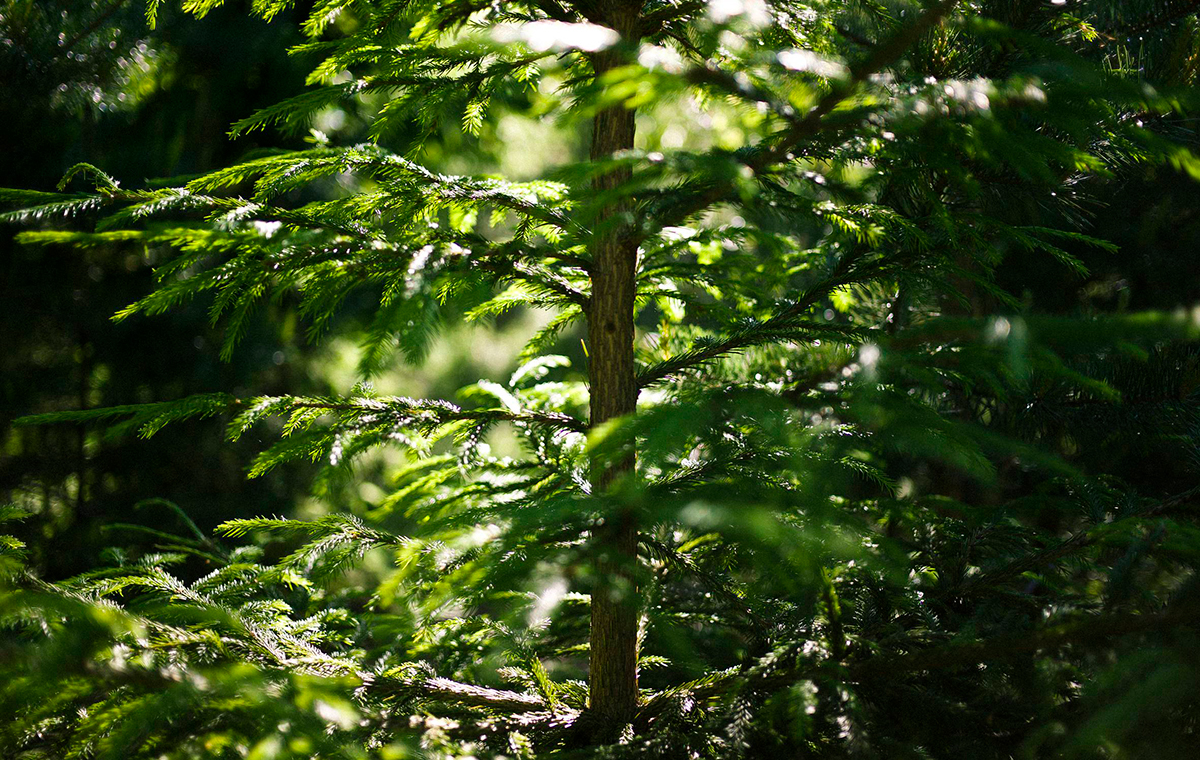 Lignin - Products | Stora Enso