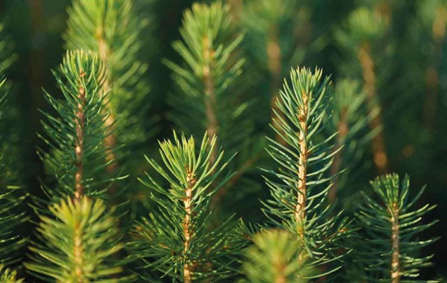 Wood foam by Stora Enso - Other packaging products | Stora Enso