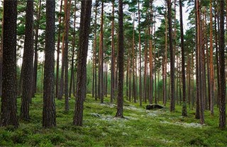 A sustainable cellulose foam Papira®