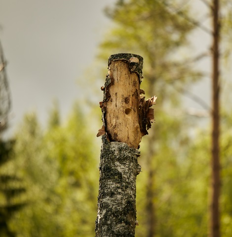 Indicators - Biodiversity | Stora Enso