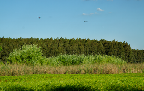 Biodiversity indicators for plantations - Biodiversity | Stora Enso