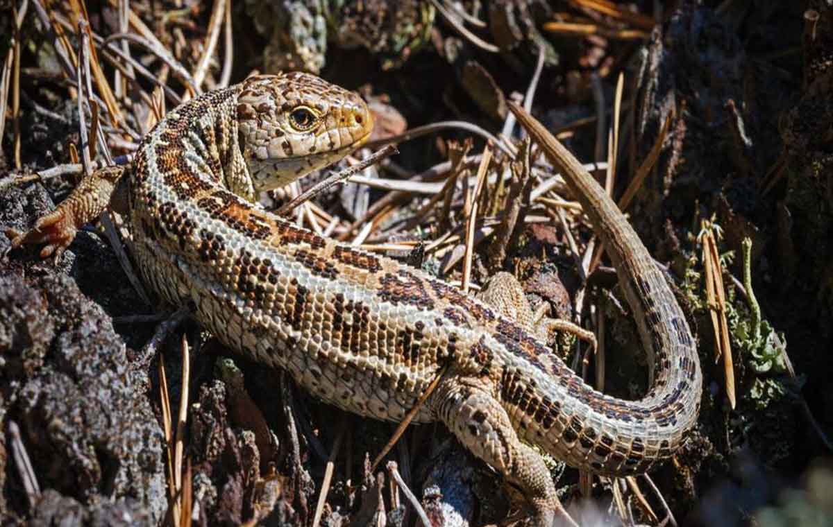 Biodiversity - Sustainability | Stora Enso