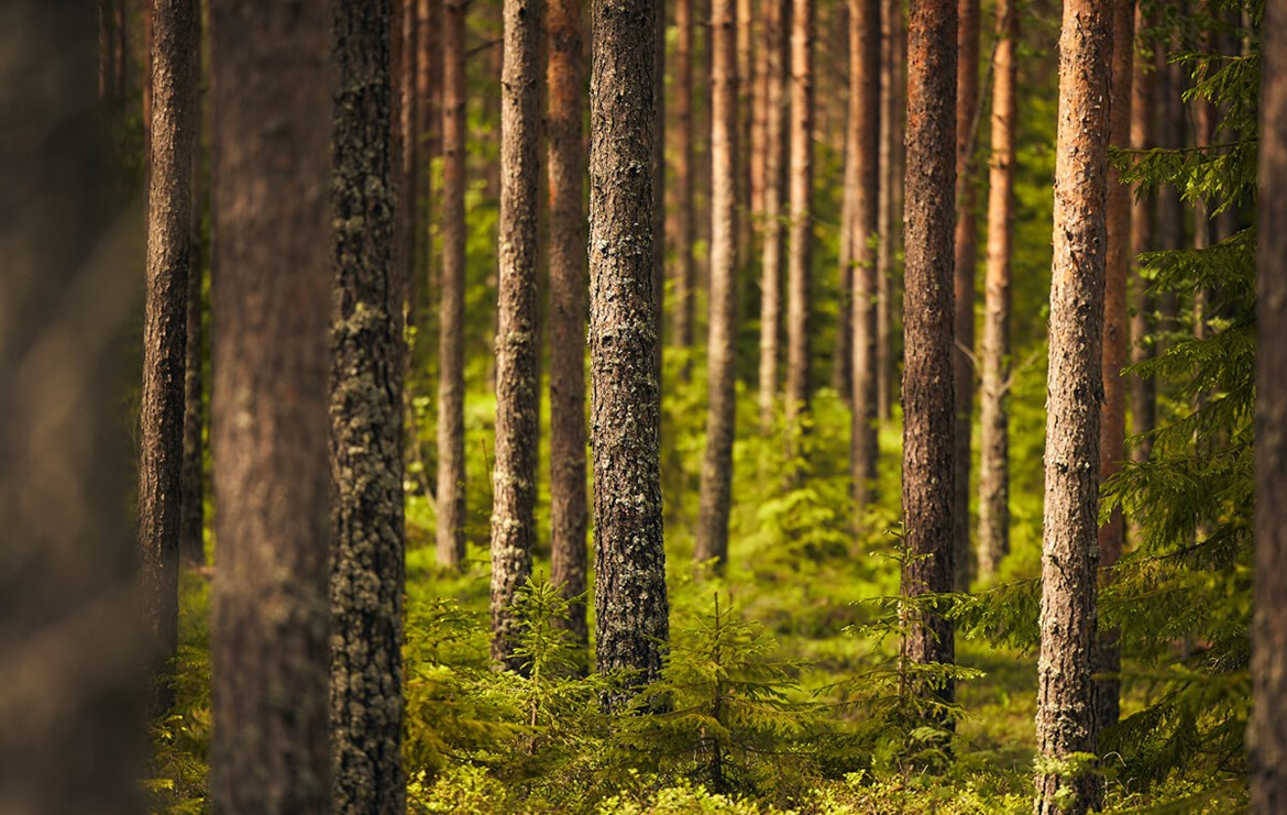 Climate - Sustainability | Stora Enso