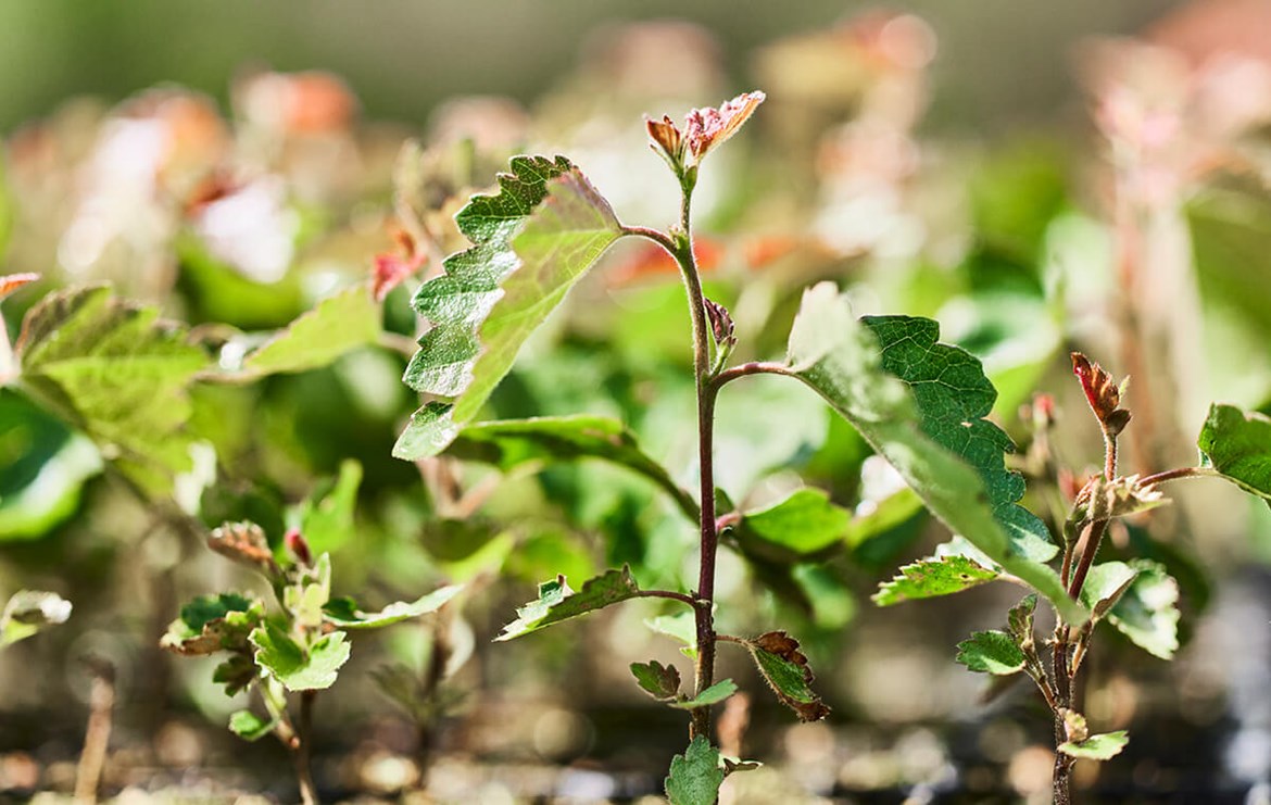 Climate - Sustainability | Stora Enso