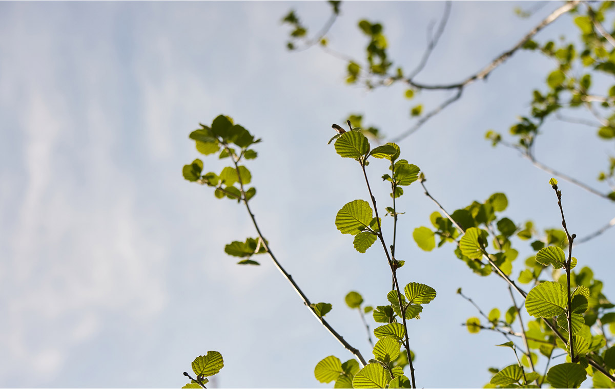 Climate - Sustainability | Stora Enso